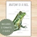 Frog Anatomy of a Frog Homeschool Printable Montessori Resource Anatomy ...