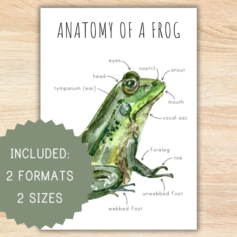 Frog Anatomy - Etsy