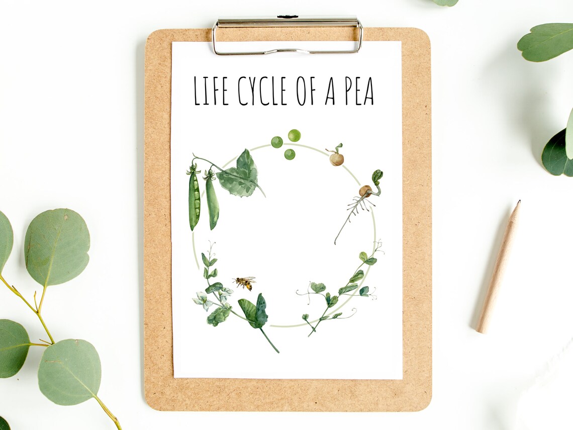 Life Cycle of a Pea Homeschool Printable Montessori Resource Life Cycle ...