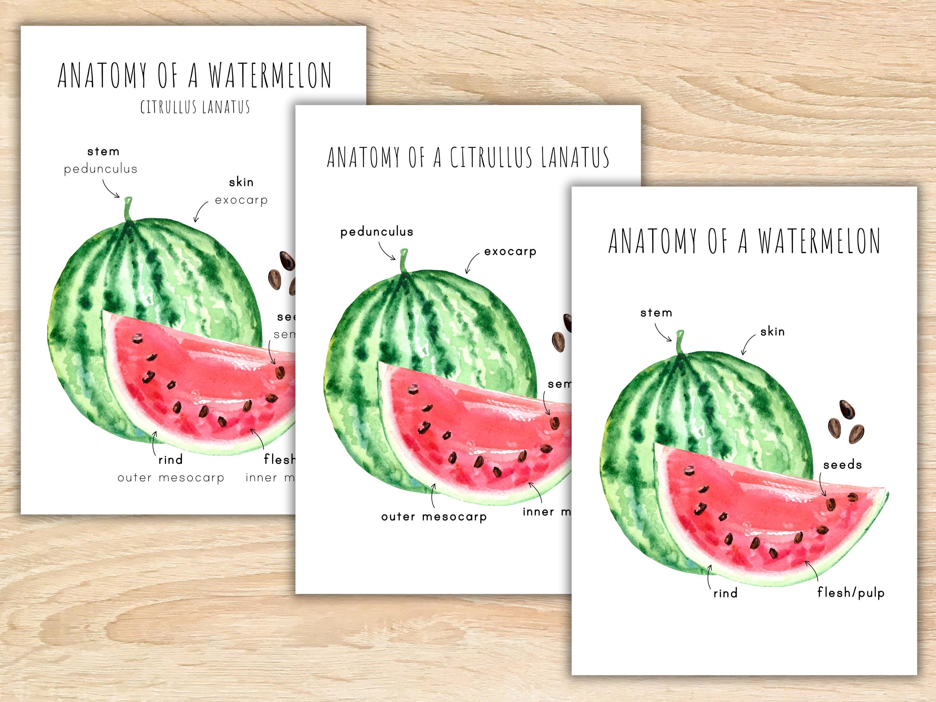 Anatomy of a Watermelon Homeschool Printable Montessori Resource ...