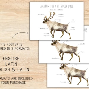 Anatomy of a Reindeer Homeschool Printable Montessori Resource Anatomy ...