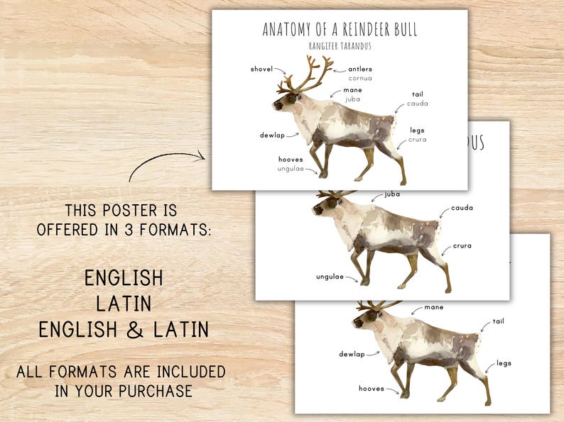 Anatomy of a Reindeer Homeschool Printable Montessori Resource Anatomy ...