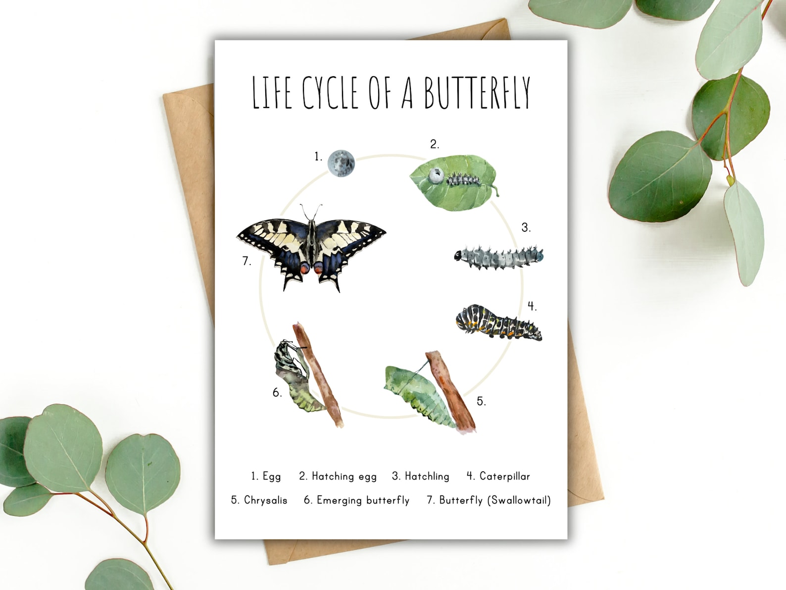 Life Cycle of a Butterfly Homeschool Printable Montessori Resource Life ...