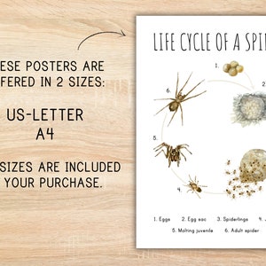 Life Cycle of a Spider Homeschool Printable Montessori Resource Life ...