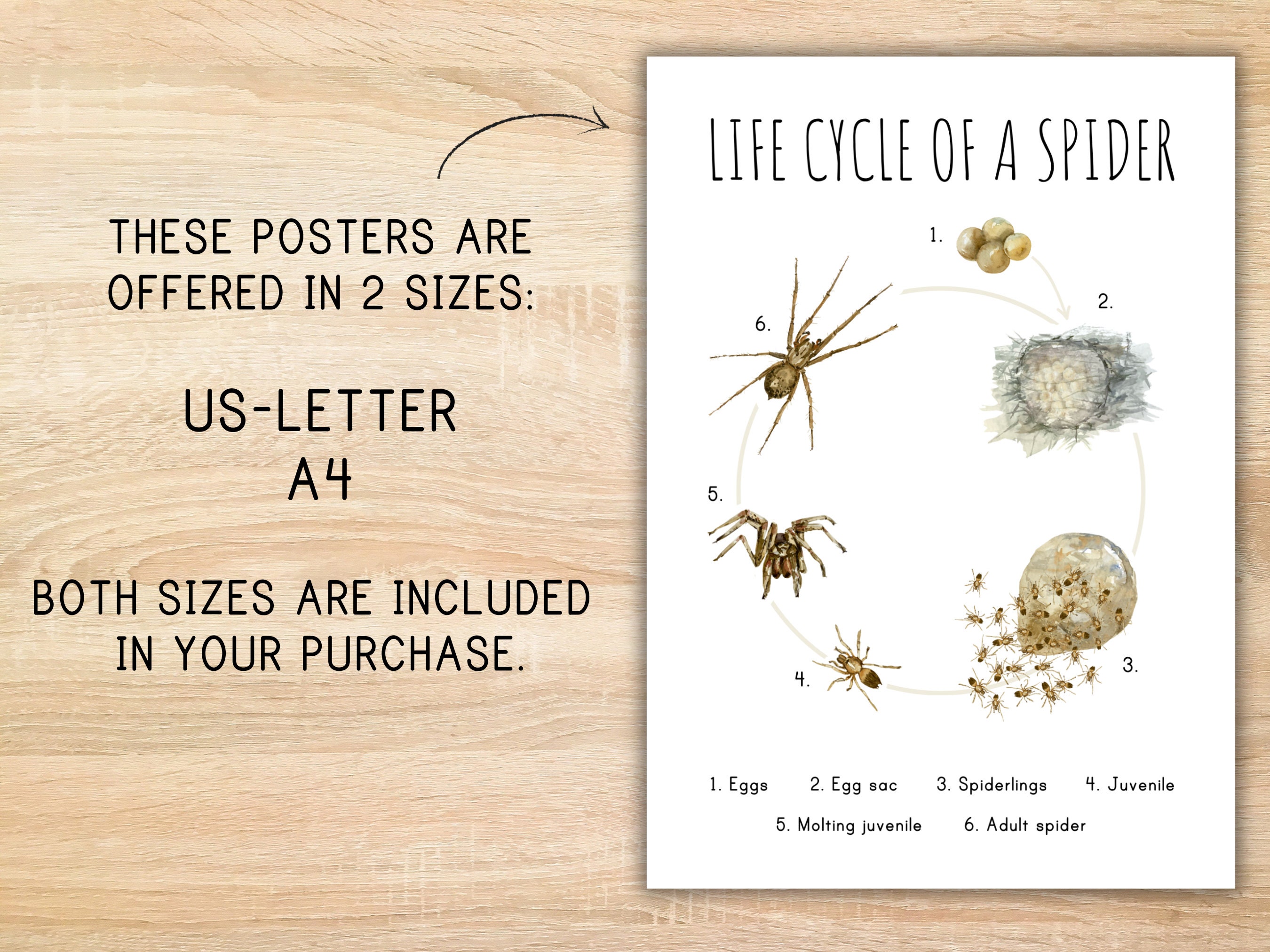 Life Cycle of a Spider Homeschool Printable Montessori Resource Life ...