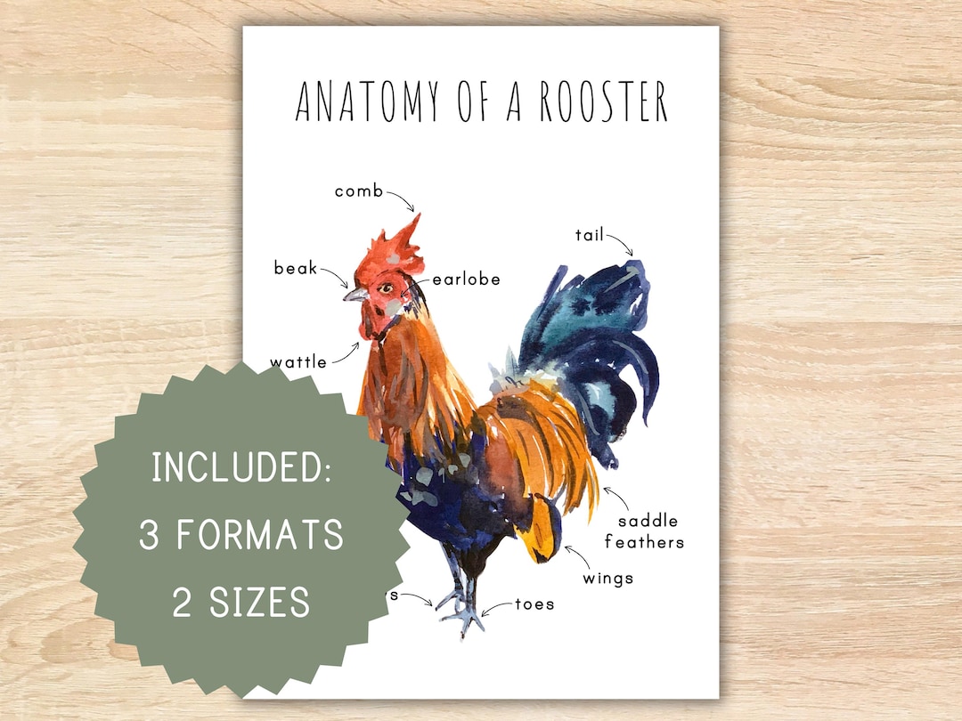 Anatomy of a Rooster Homeschool Printable Montessori Resource Anatomy ...