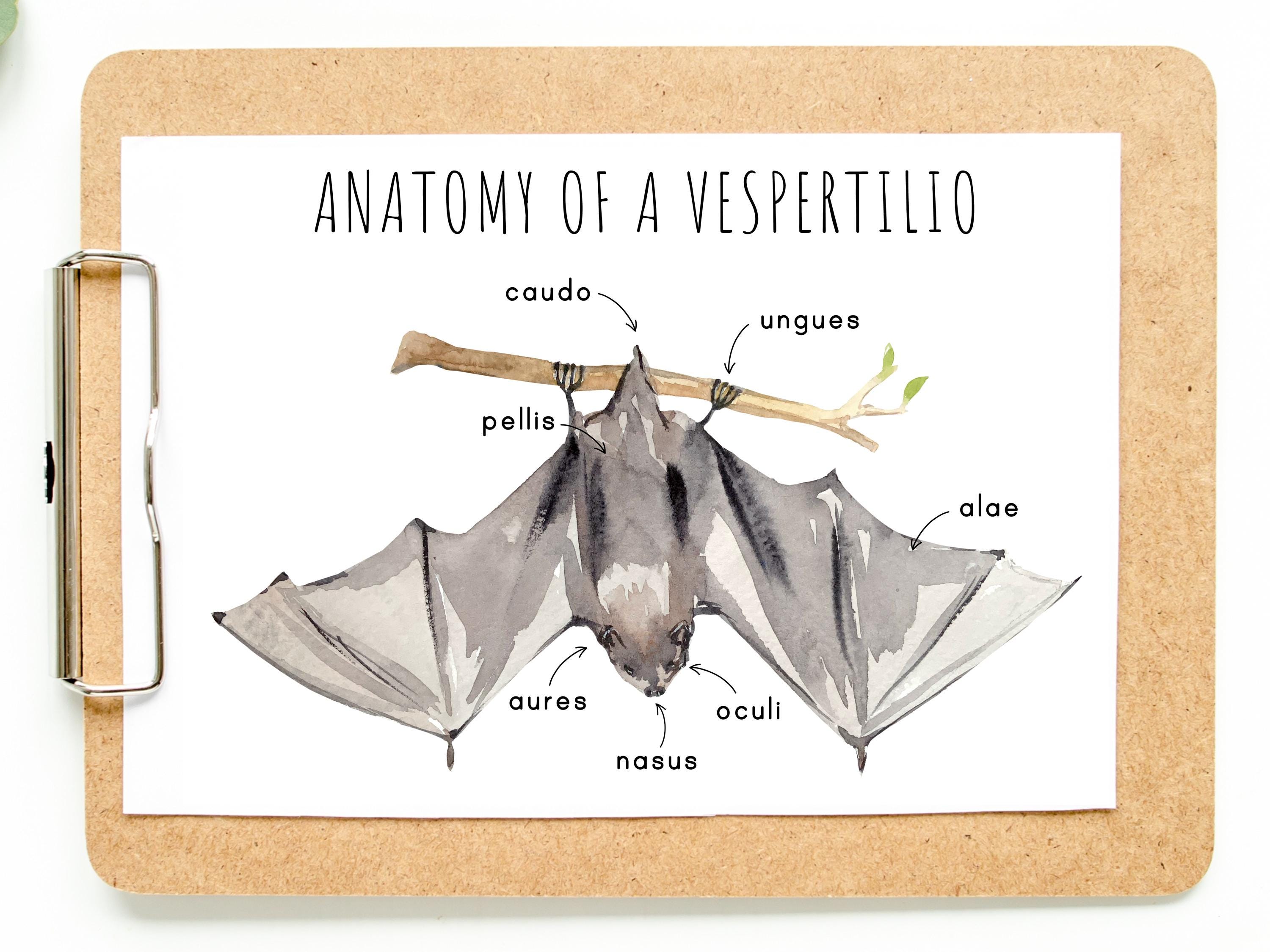 Bat Anatomy of a Bat Homeschool Printable Montessori Resource Anatomy ...