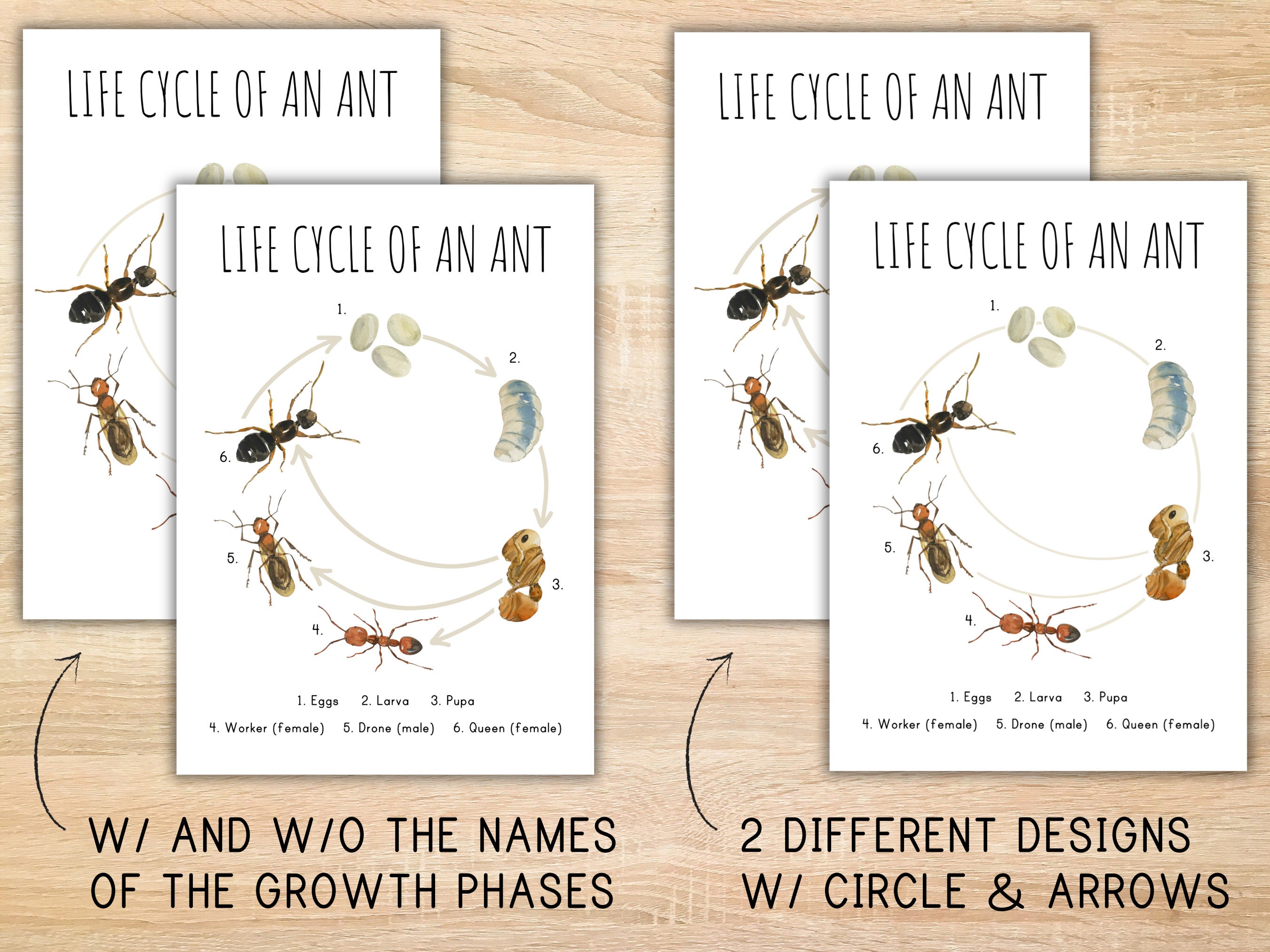 Life Cycle of an Ant Homeschool Printable Montessori Resource Life ...