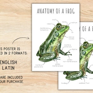 Frog Anatomy of a Frog Homeschool Printable Montessori Resource Anatomy ...