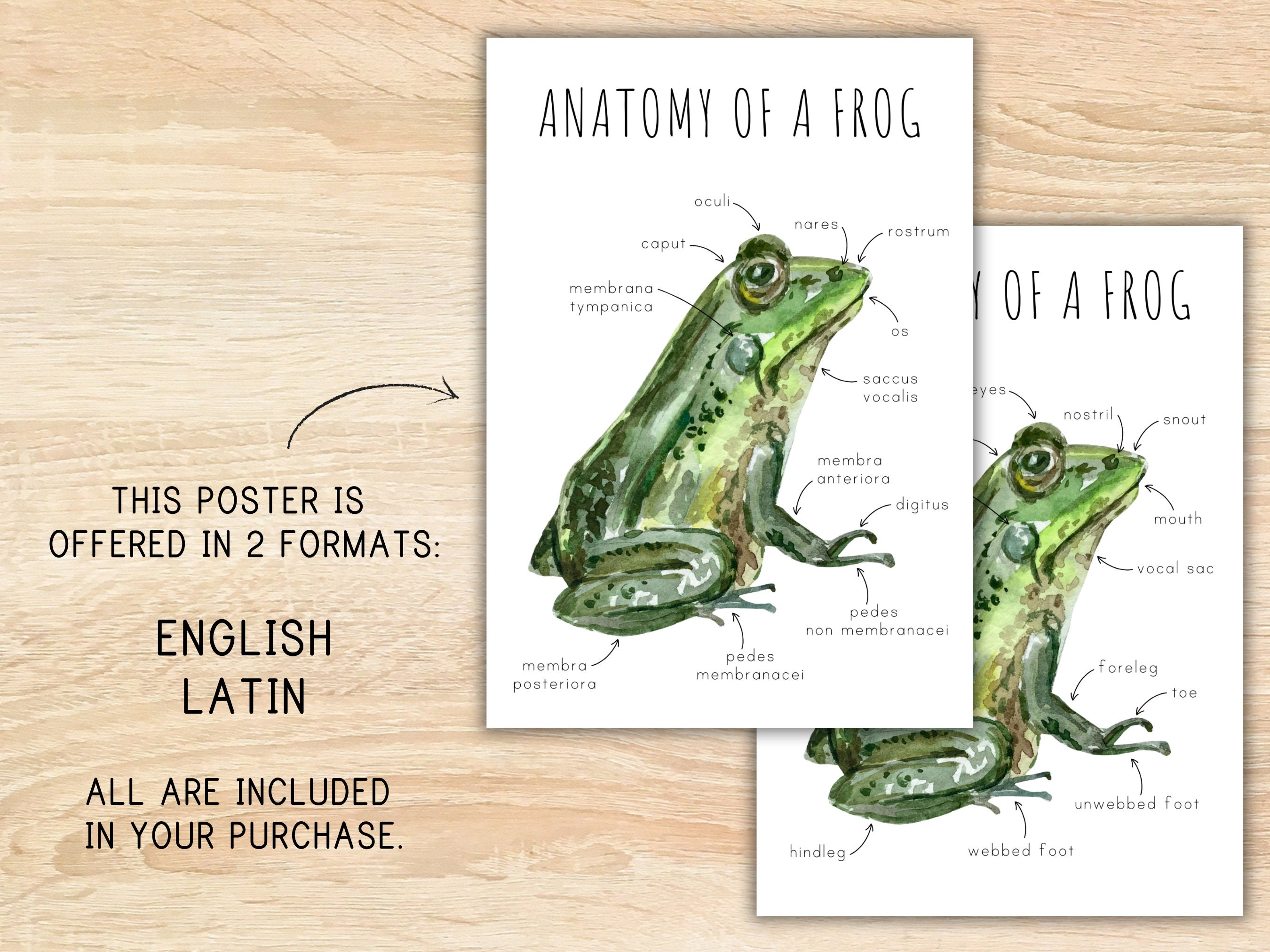Frog Anatomy of a Frog Homeschool Printable Montessori Resource Anatomy ...