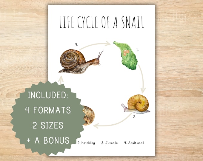 Foldable Snail Life Cycle Learning Activity for Kids | A4 and 11x8.5 ...