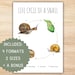 Life Cycle of a Snail Homeschool Printable Montessori Resource Life ...