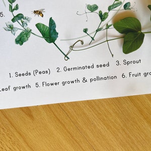 Life Cycle of a Pea Homeschool Printable Montessori Resource Life Cycle ...