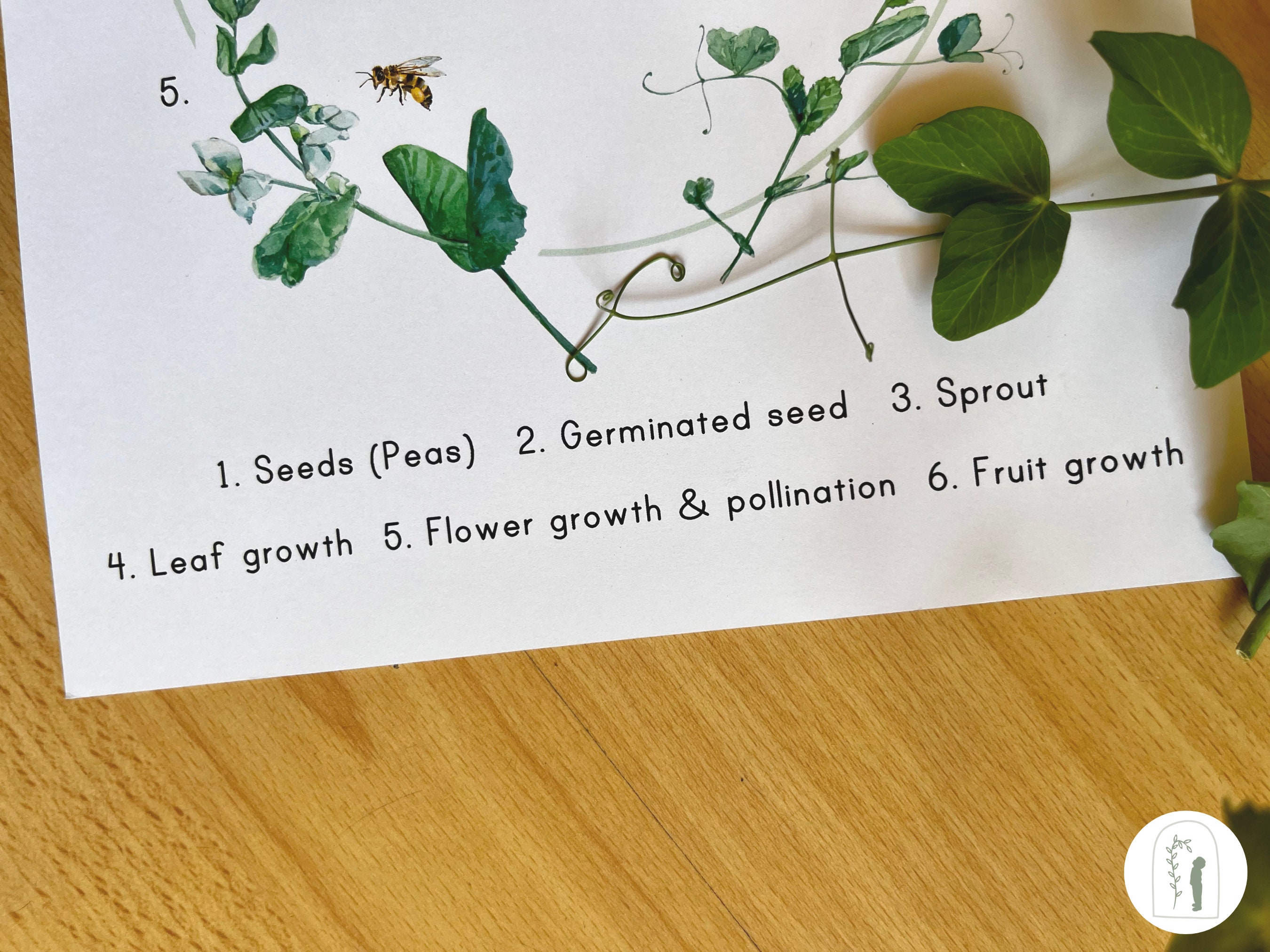 Life Cycle of a Pea Homeschool Printable Montessori Resource Life Cycle ...