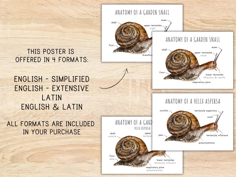 Anatomy of a Snail Homeschool Printable Snail Montessori Resource Snail ...