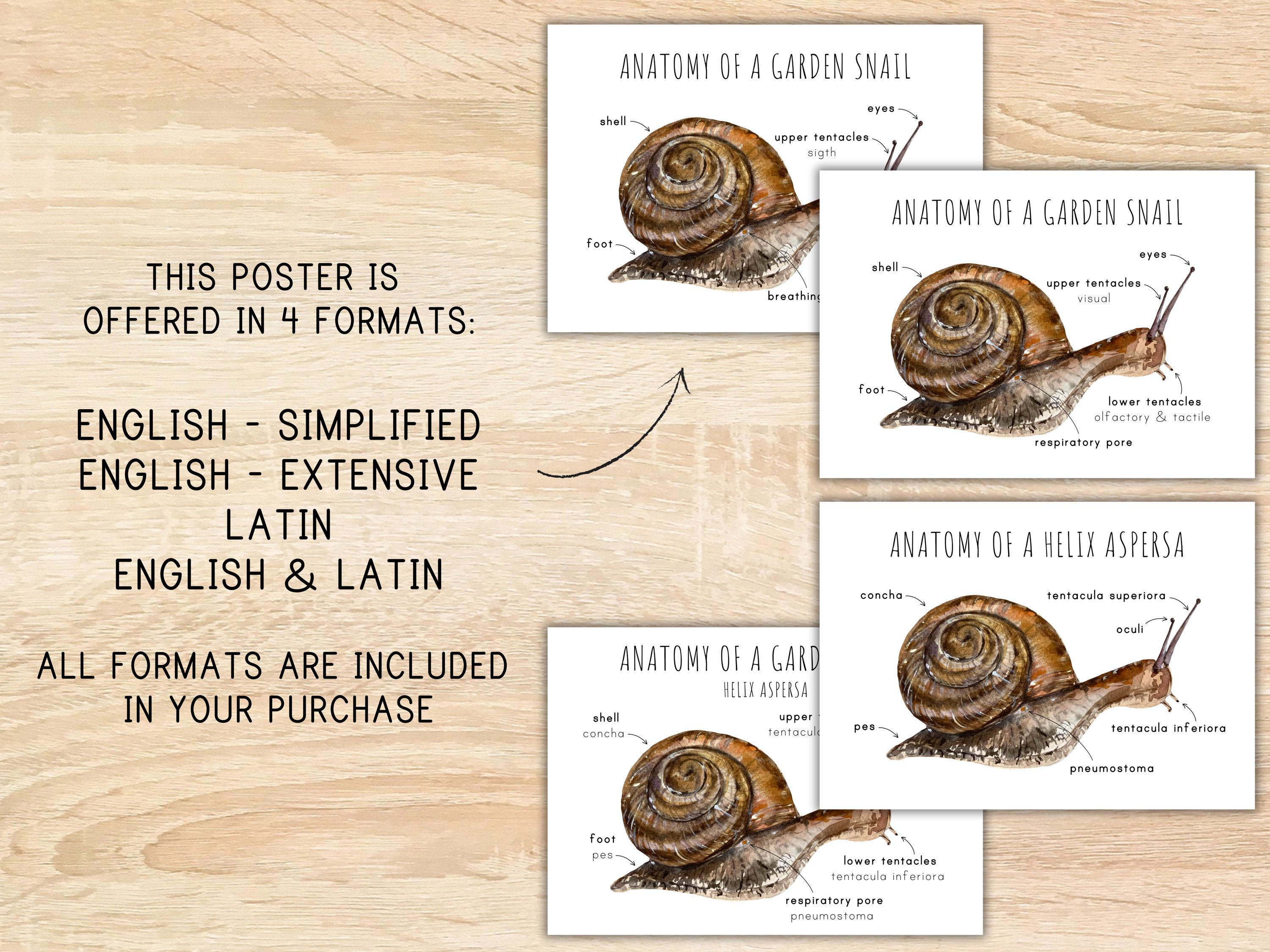 Anatomy of a Snail Homeschool Printable Snail Montessori Resource Snail ...