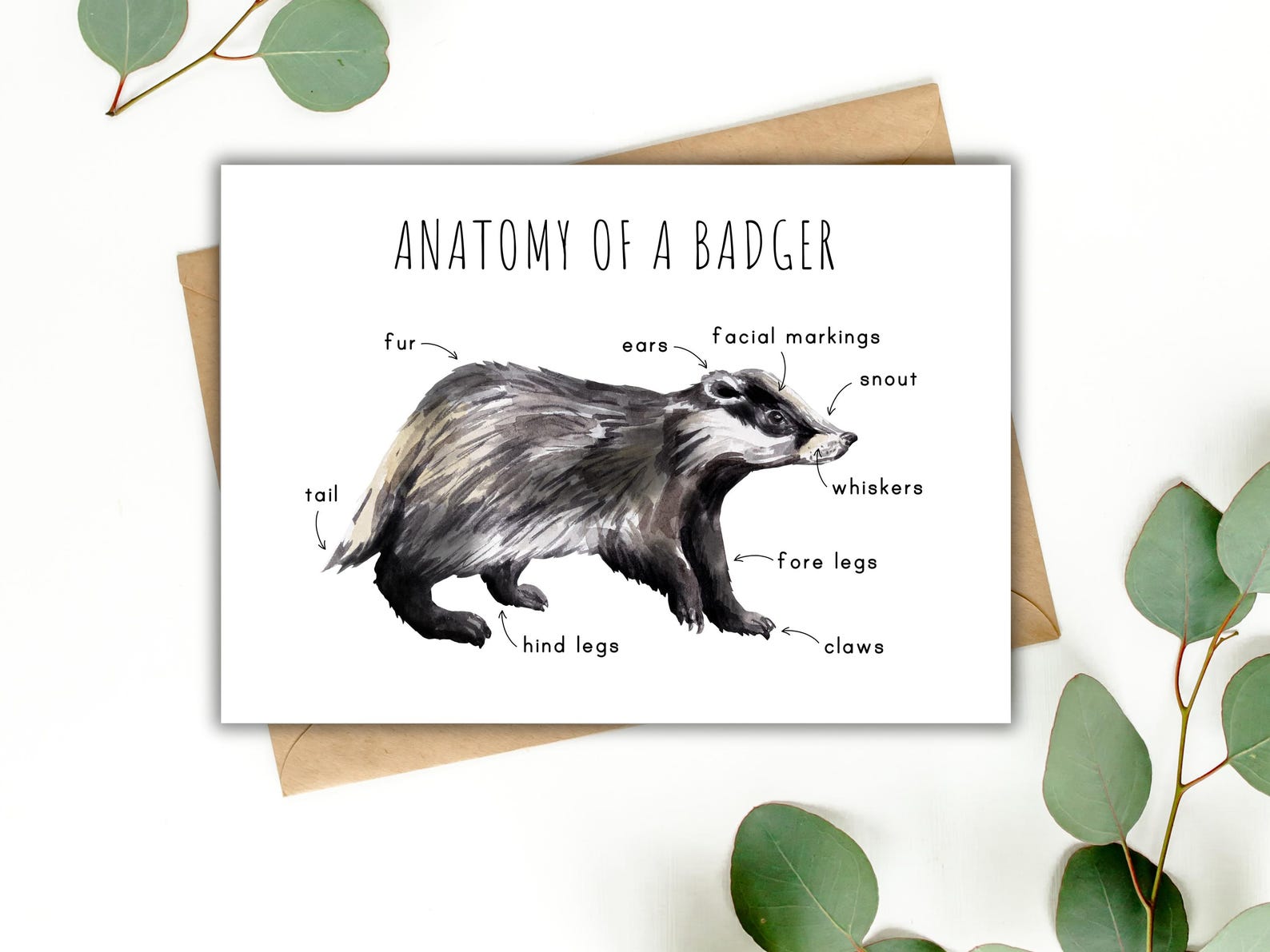 Badger Anatomy of a Badger Homeschool Printable Montessori Resource ...