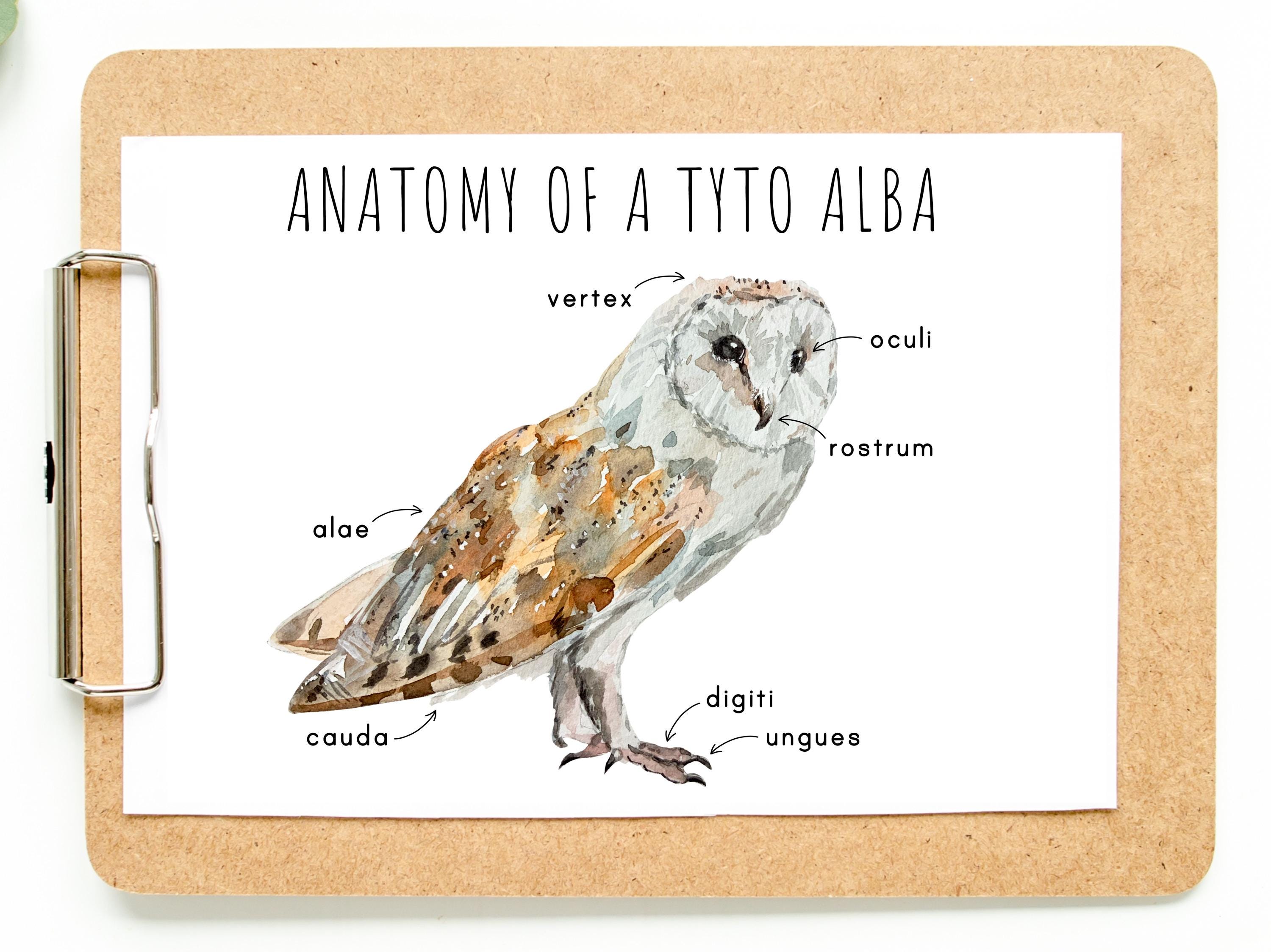 Owl Anatomy of an Owl Homeschool Printable Montessori Resource Anatomy ...