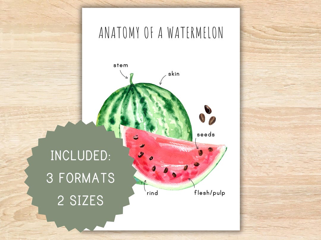 Anatomy of a Watermelon Homeschool Printable Montessori Resource ...