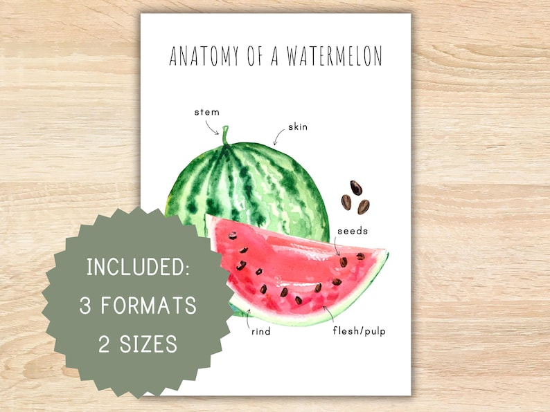 Anatomy of a Watermelon Homeschool Printable Montessori Resource ...