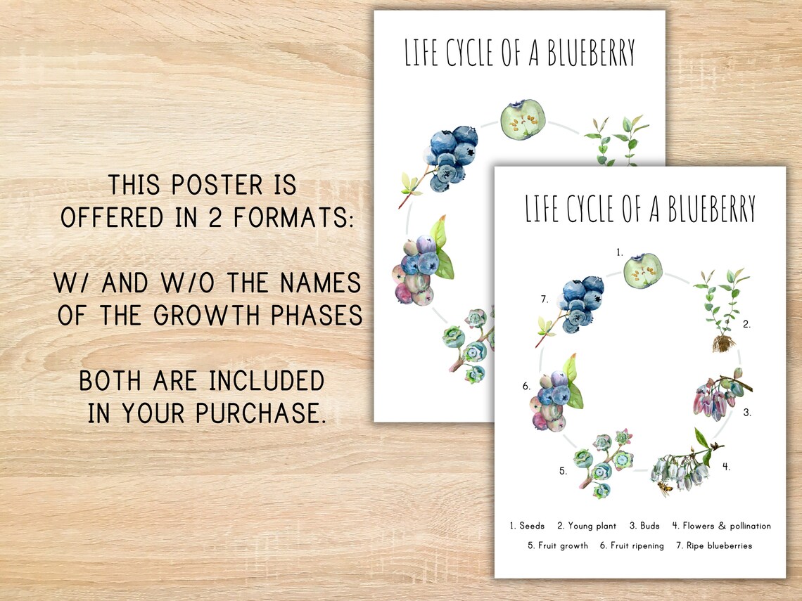 Life Cycle of a Blueberry Homeschool Printable Montessori Resource Life ...