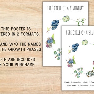 Life Cycle of a Blueberry Homeschool Printable Montessori Resource Life ...