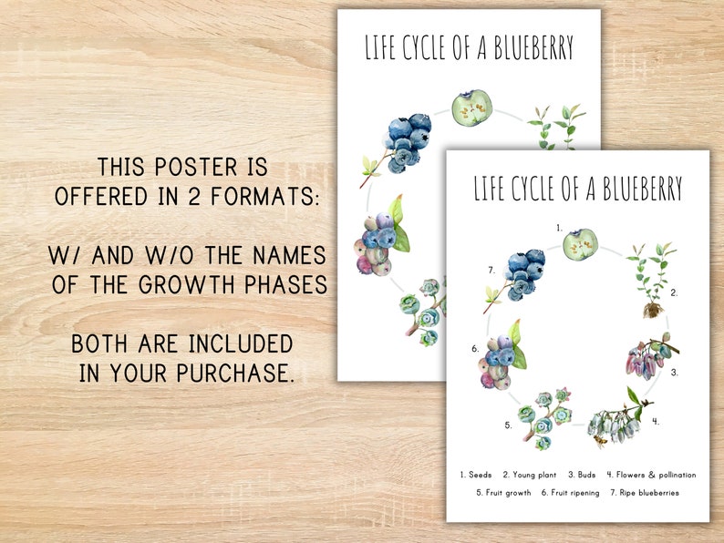 Life Cycle of a Blueberry Homeschool Printable Montessori Resource Life ...