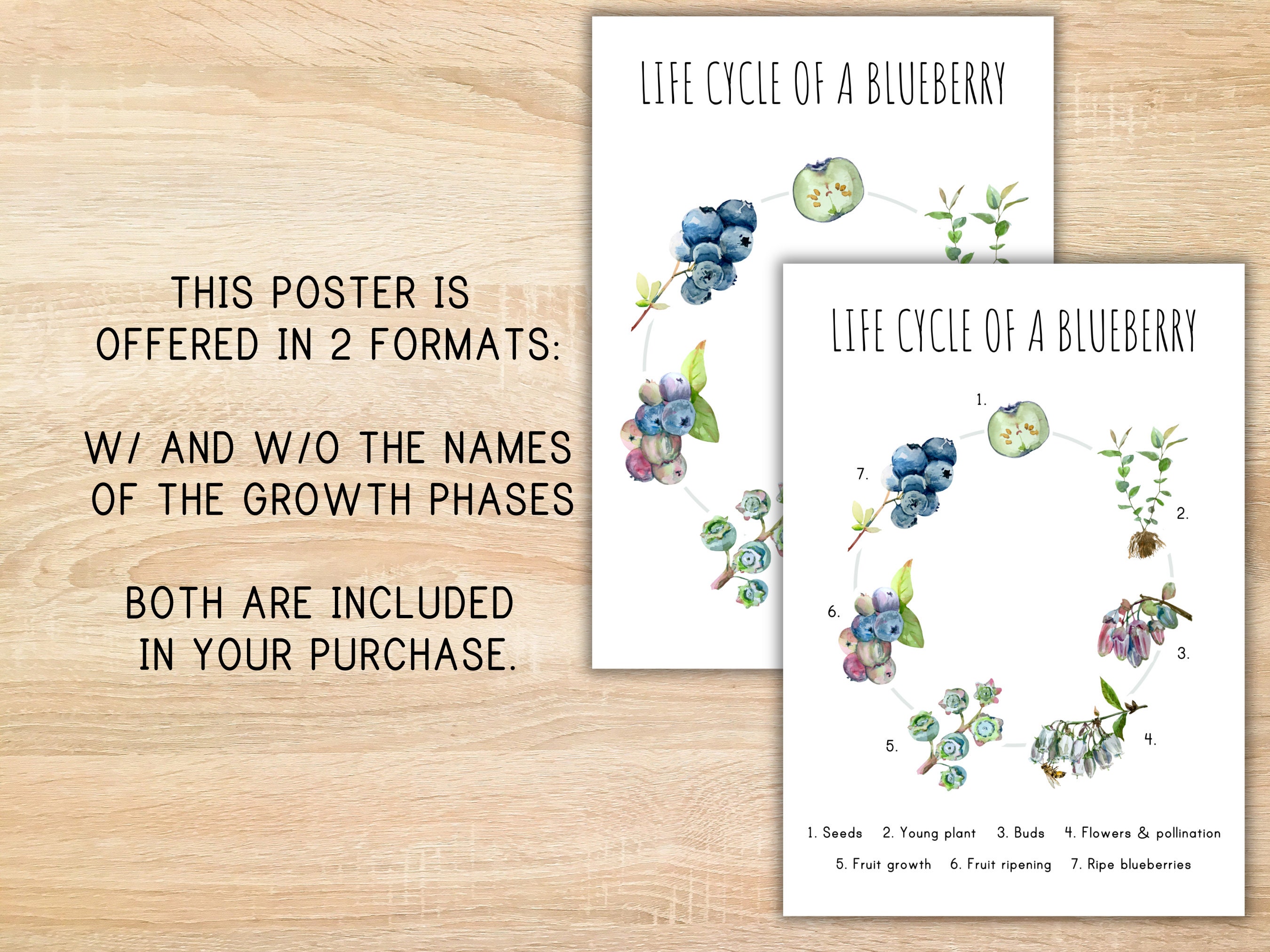 Life Cycle of a Blueberry Homeschool Printable Montessori Resource Life ...