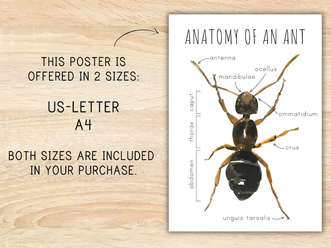 Anatomy of an Ant Homeschool Printable Montessori Resource Anatomy ...