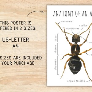 Anatomy of an Ant Homeschool Printable Montessori Resource Anatomy ...