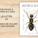 Anatomy of an Ant Homeschool Printable Montessori Resource Anatomy ...
