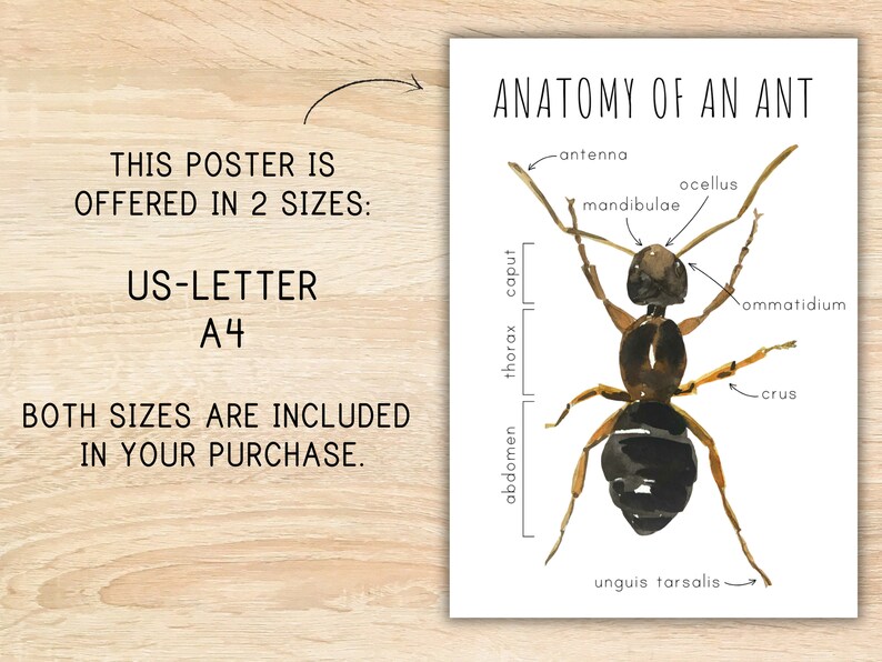 Anatomy of an Ant Homeschool Printable Montessori Resource Anatomy ...