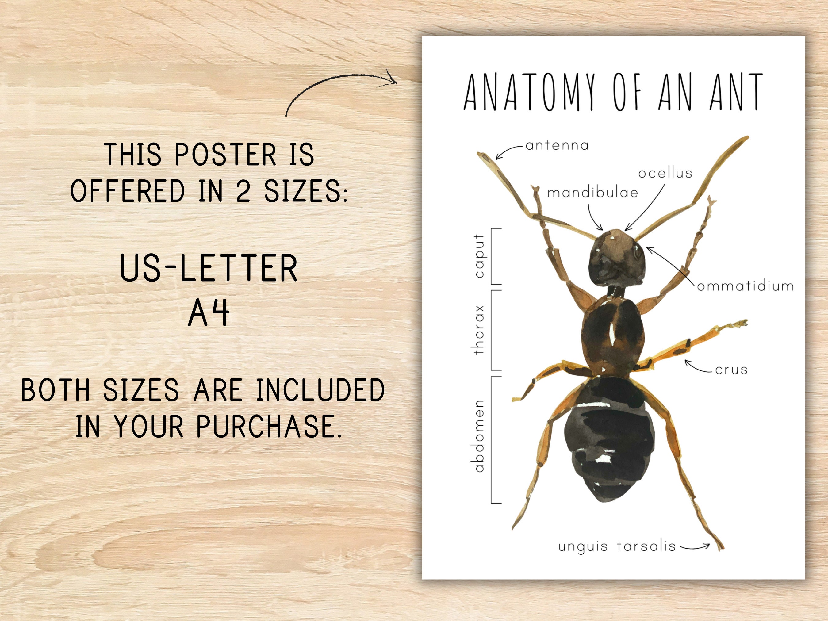 Anatomy of an Ant Homeschool Printable Montessori Resource Anatomy ...