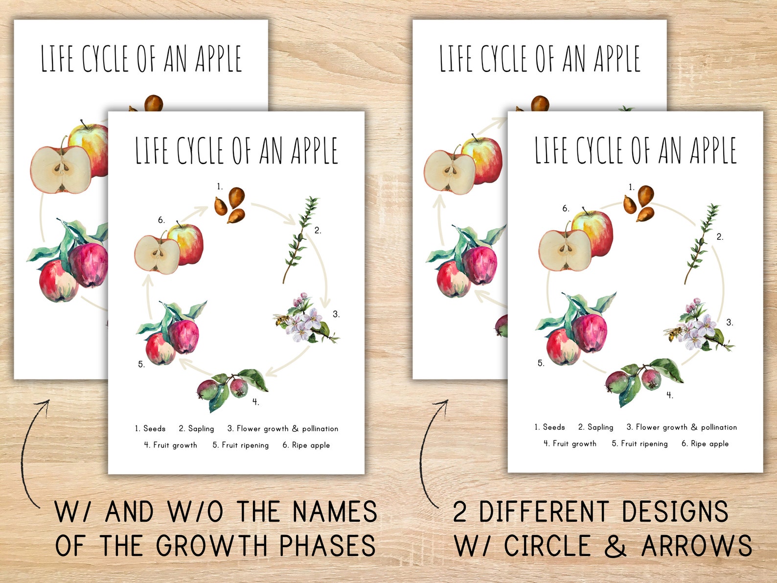 Life Cycle of a Red Apple Homeschool Printable Montessori Resource Life ...