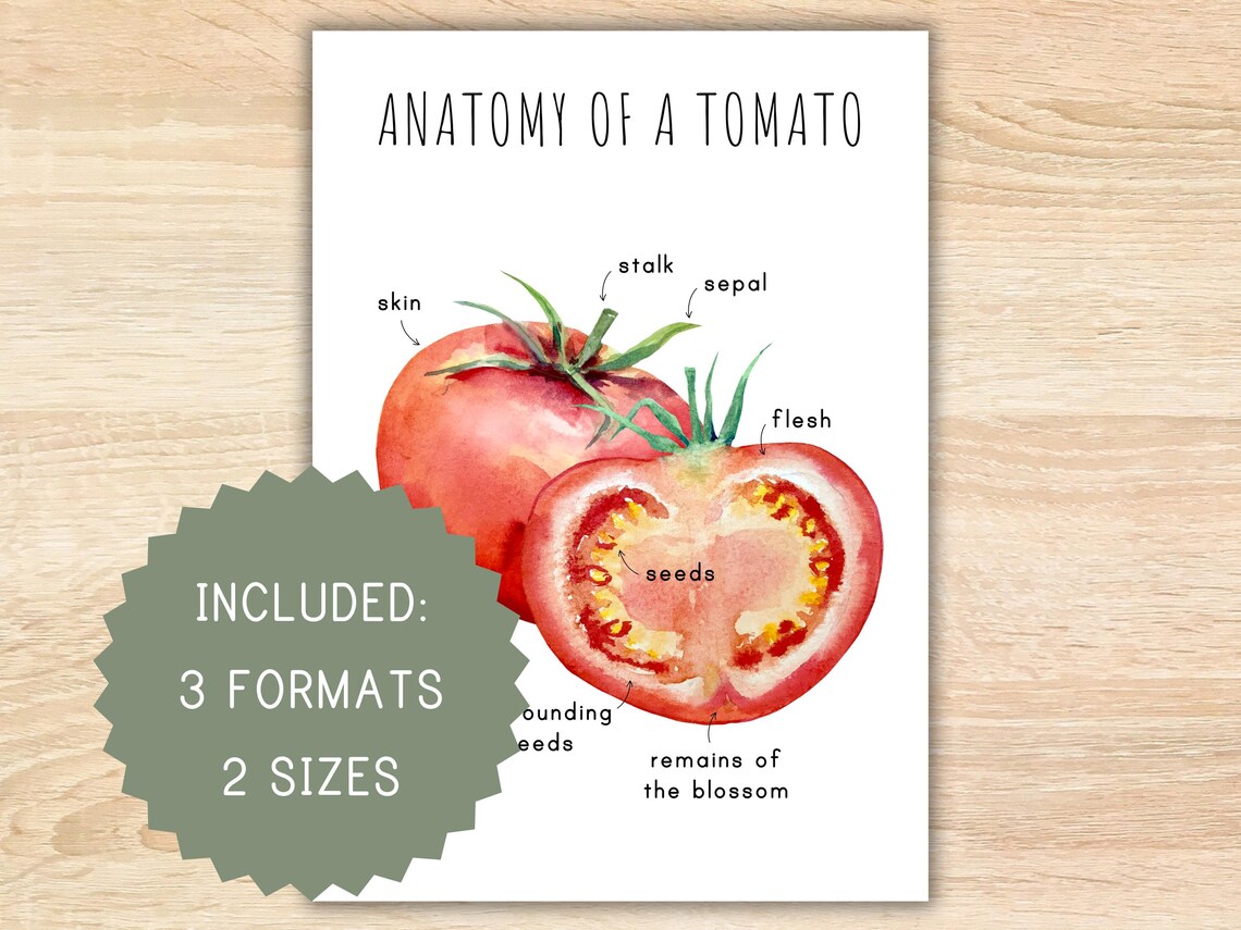 Anatomy of a Tomato Fruit Homeschool Printable Montessori Resource ...