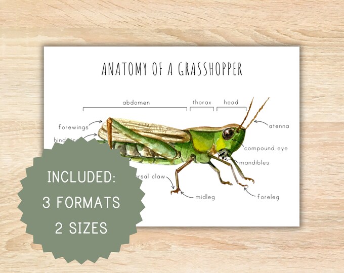 Parts of a Grasshopper Nomenclature Book Montessori Zoology Printable ...
