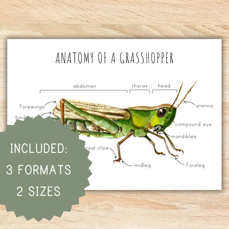 Grasshopper - Etsy