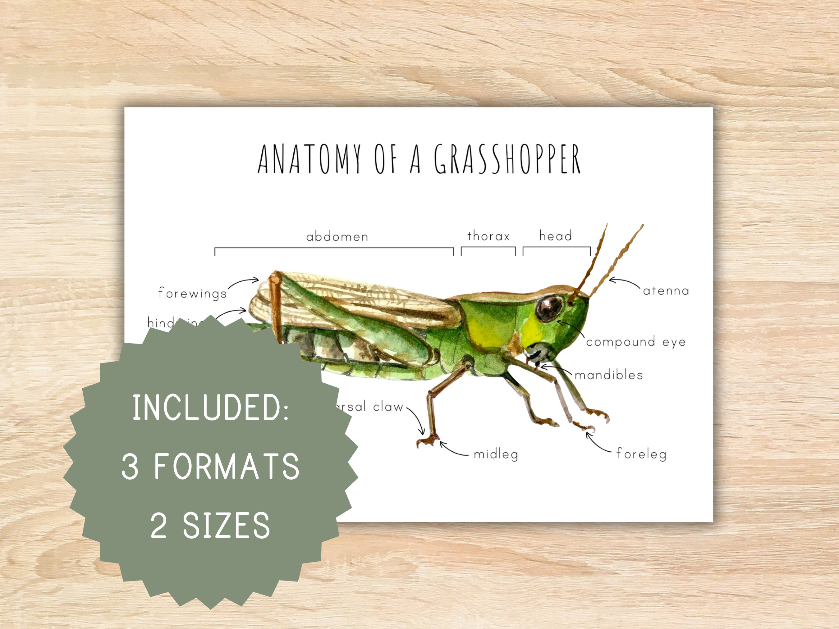 Anatomy of a Grasshopper Homeschool Printable Montessori Resource ...