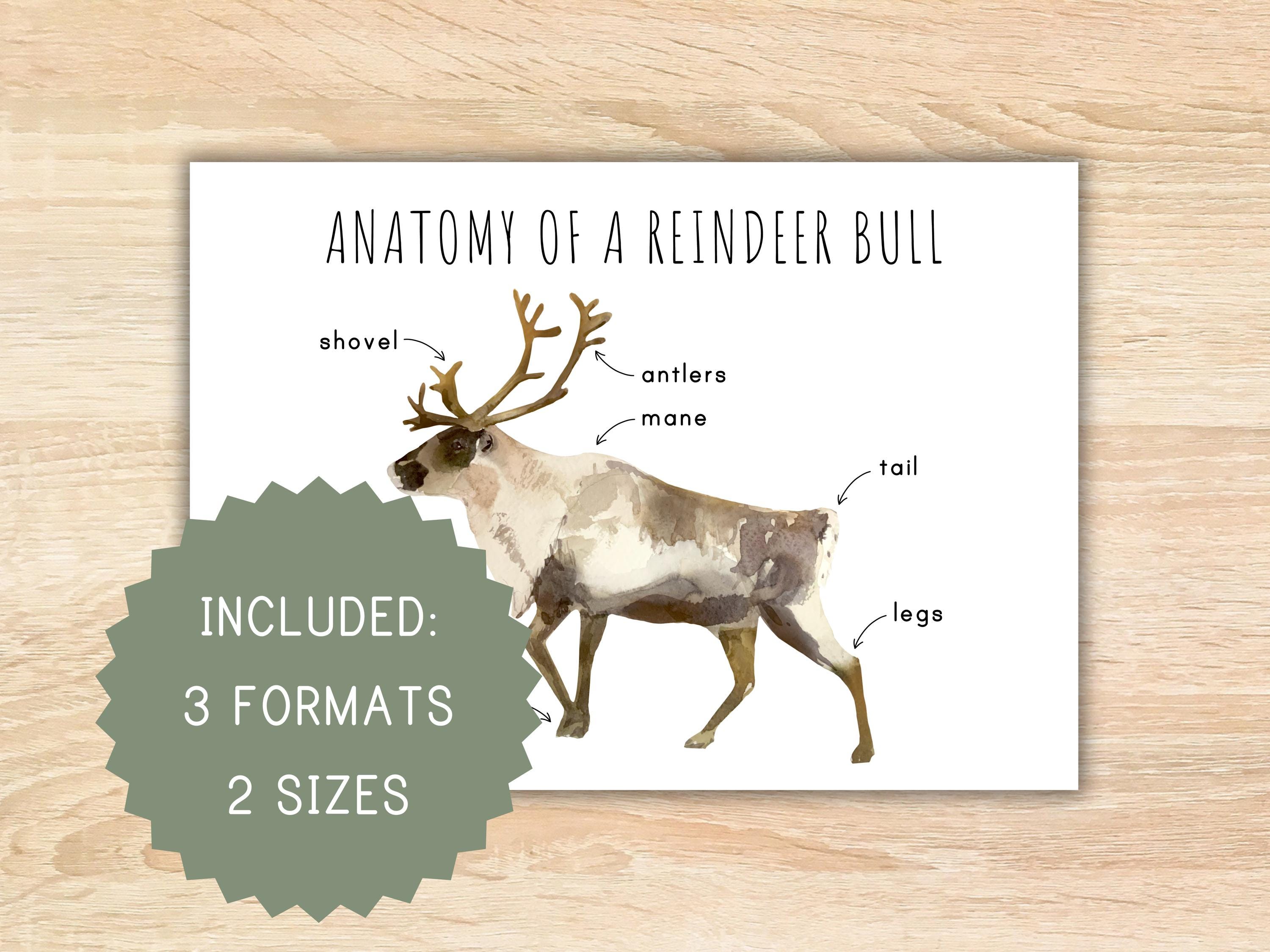 Anatomy of a Reindeer Homeschool Printable Montessori Resource Anatomy ...