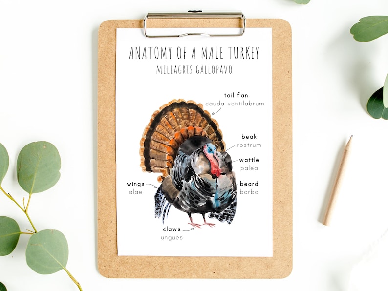 Anatomy of a Turkey Homeschool Printable Montessori Resource Anatomy ...