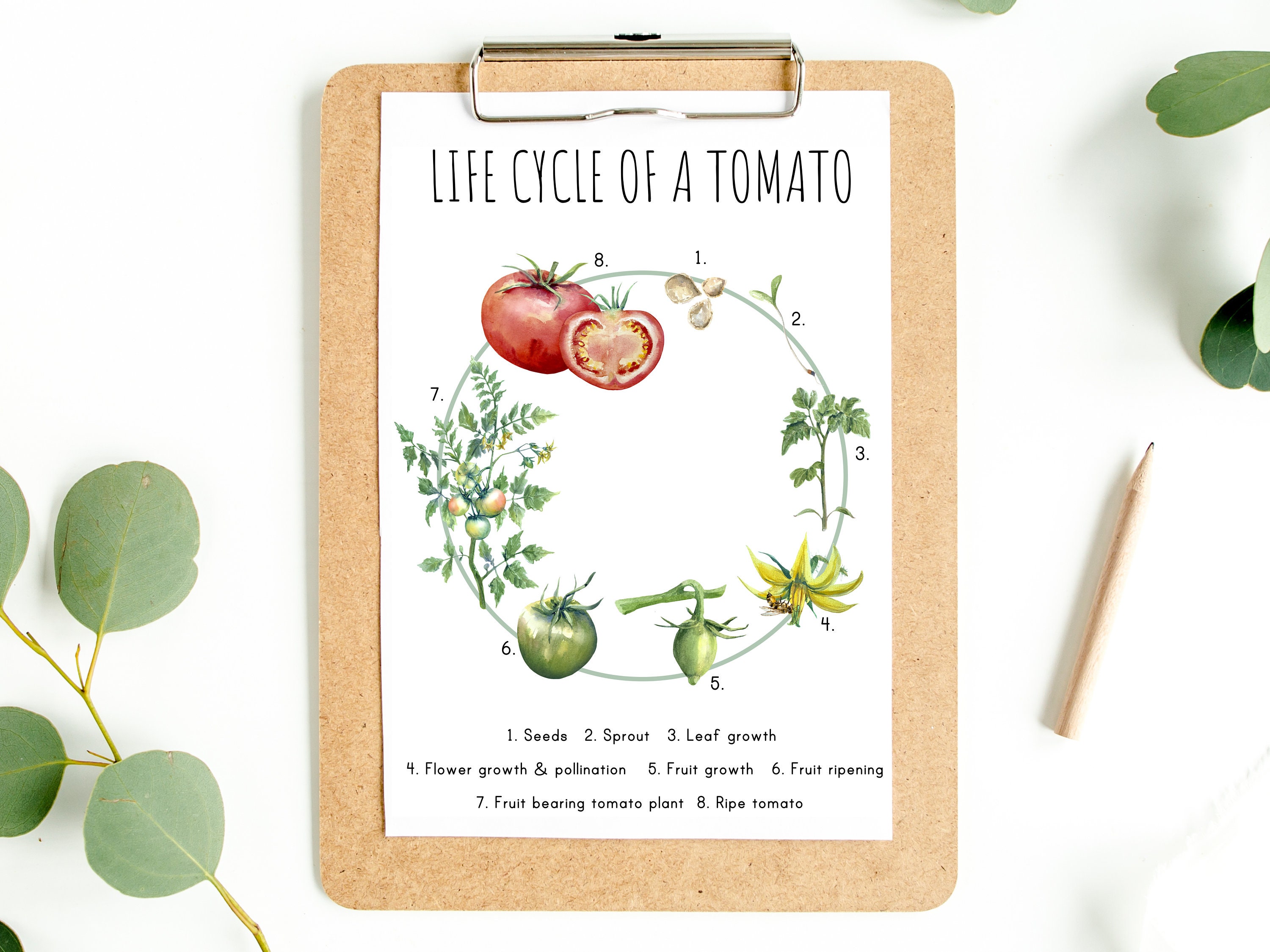 Life Cycle of a Tomato Homeschool Printable Montessori Resource Life ...