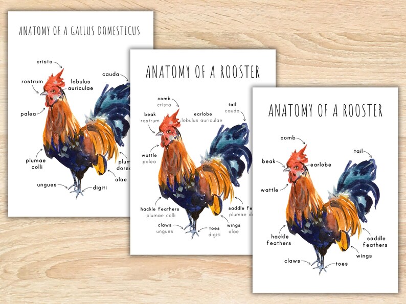 Anatomy of a Rooster Homeschool Printable Montessori Resource Anatomy ...