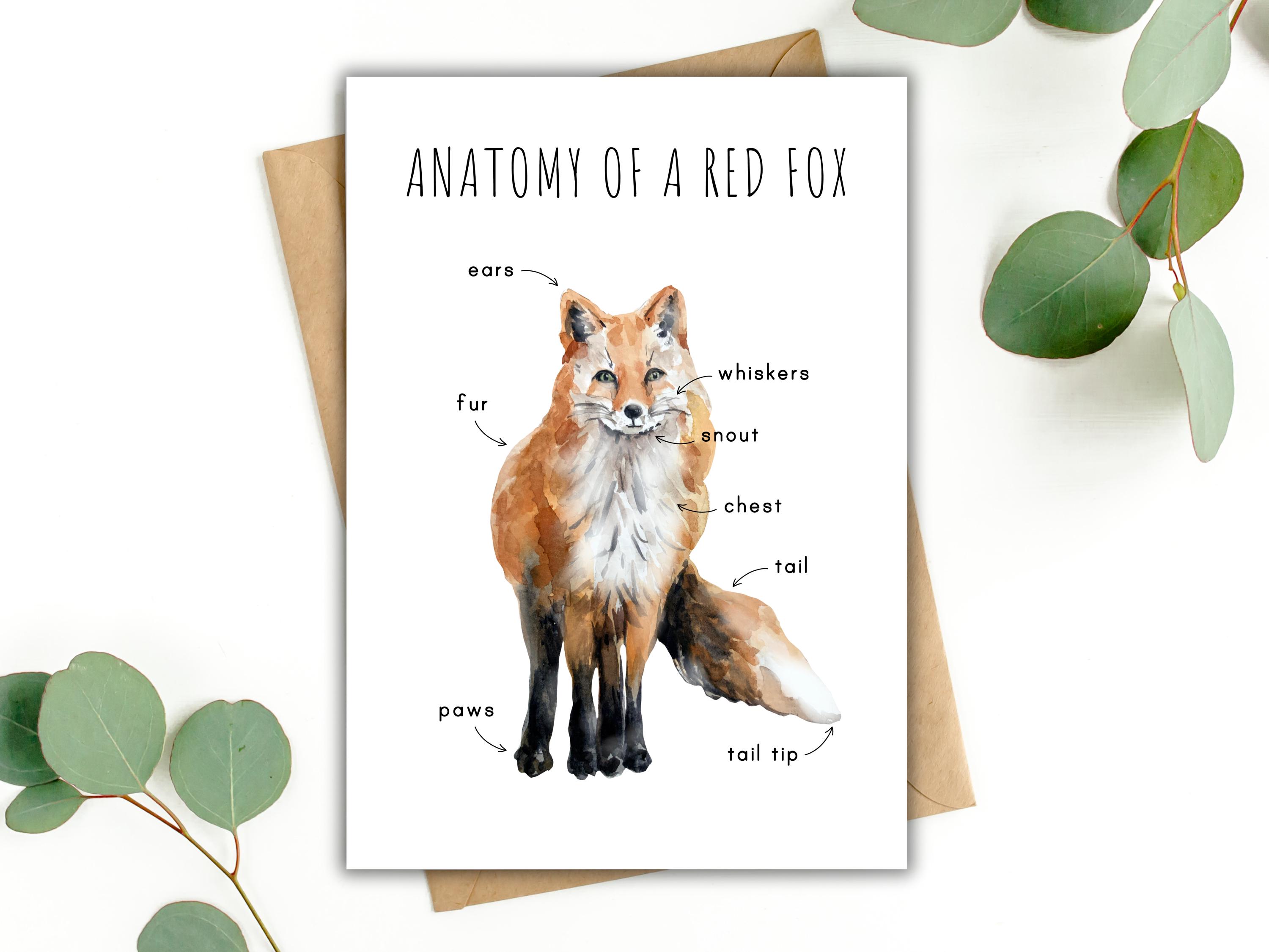 Anatomy of a Fox Homeschool Printable Montessori Fox Resource Anatomy ...