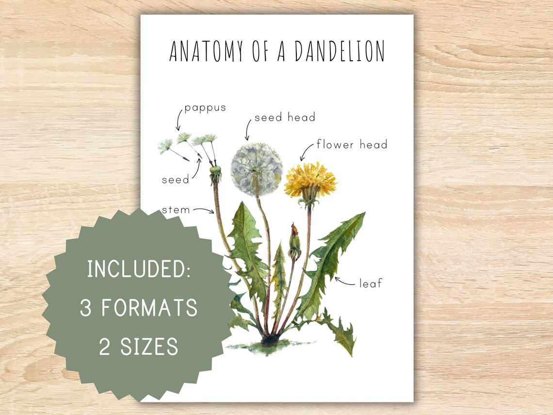 Anatomy of a Dandelion Homeschool Printable Montessori Resource Anatomy ...