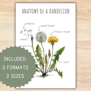 Anatomy of a Dandelion Homeschool Printable Montessori Resource Anatomy ...