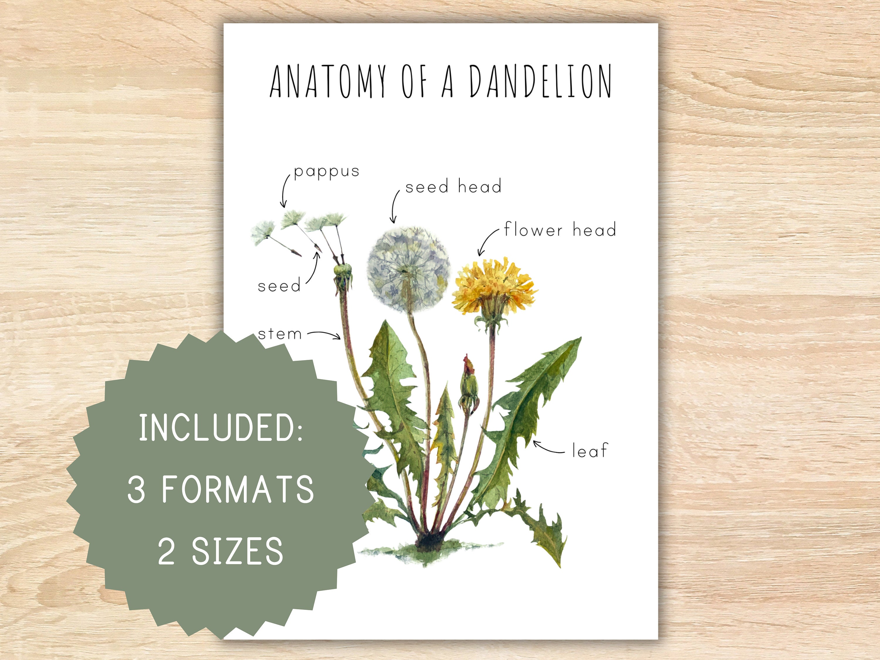 Anatomy of a Dandelion Homeschool Printable Montessori Resource Anatomy ...