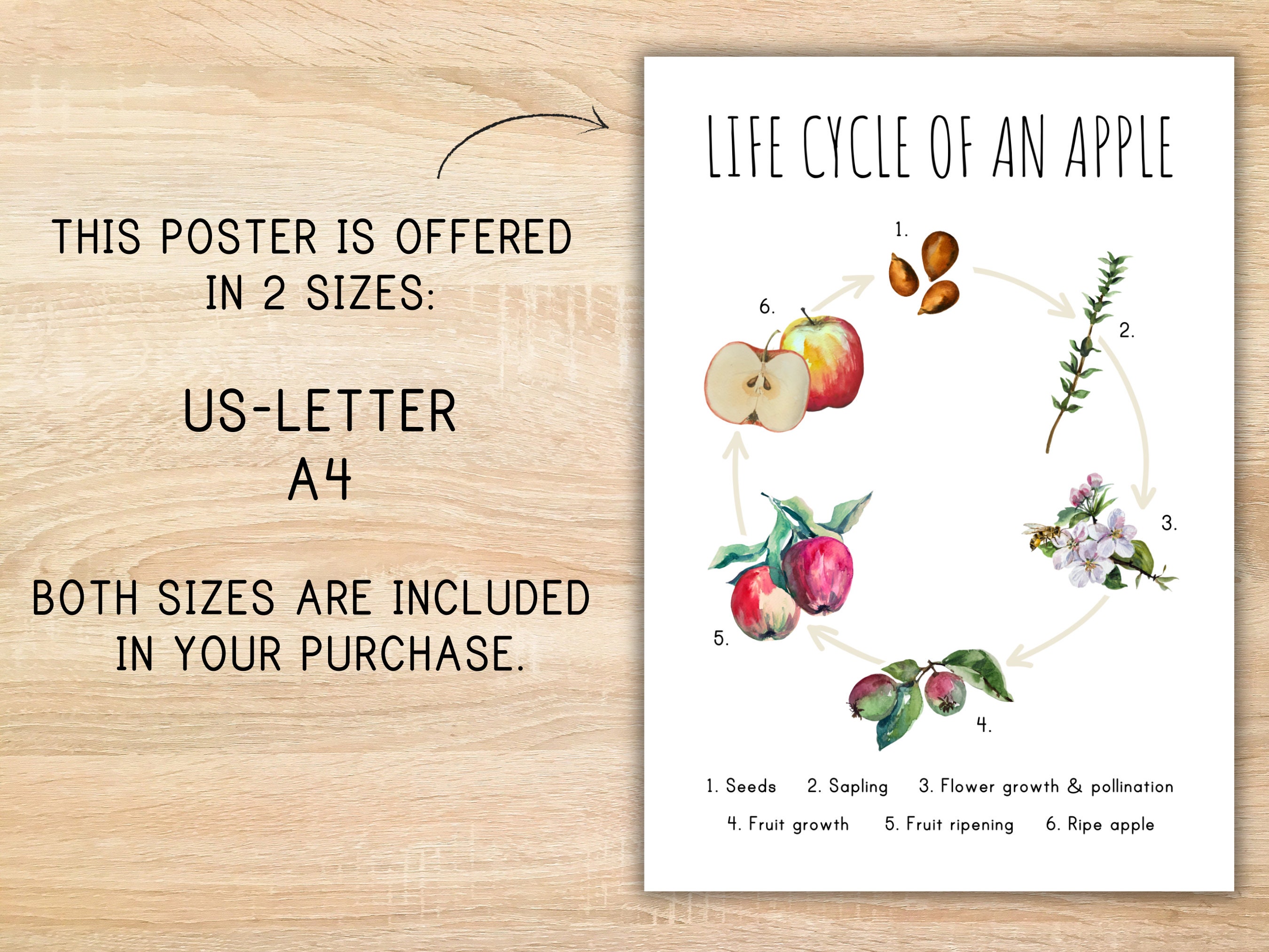 Life Cycle of a Red Apple Homeschool Printable Montessori Resource Life ...