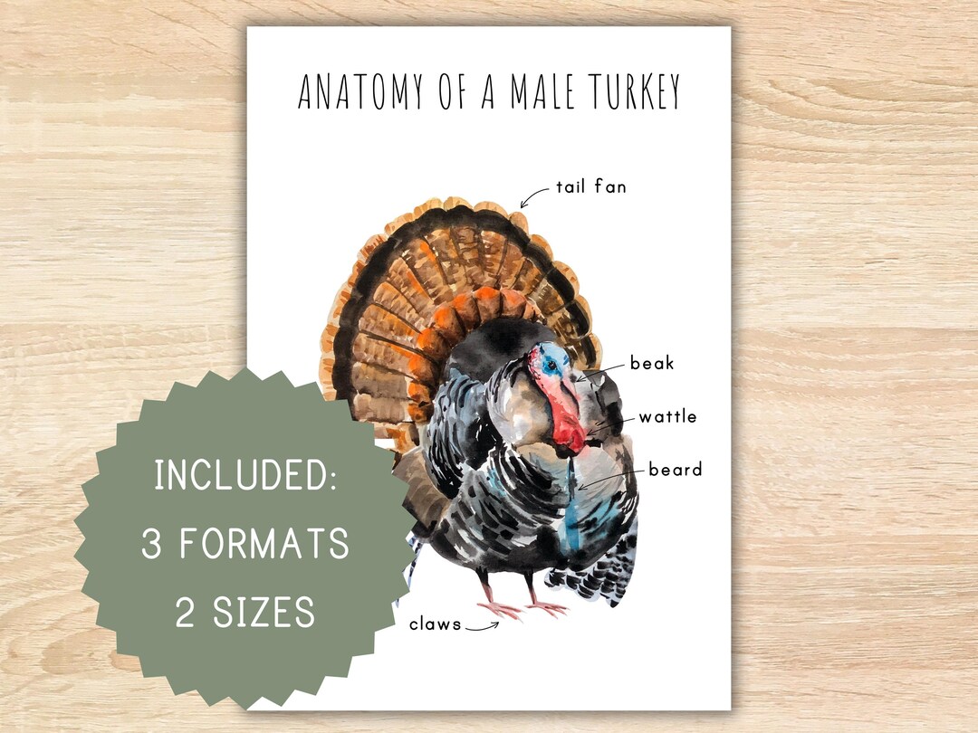 Anatomy of a Turkey Homeschool Printable Montessori Resource Anatomy ...