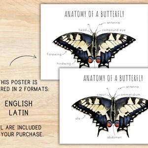 Anatomy of a Butterfly Homeschool Printable Montessori Resource Anatomy ...