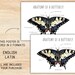Anatomy of a Butterfly Homeschool Printable Montessori Resource Anatomy ...